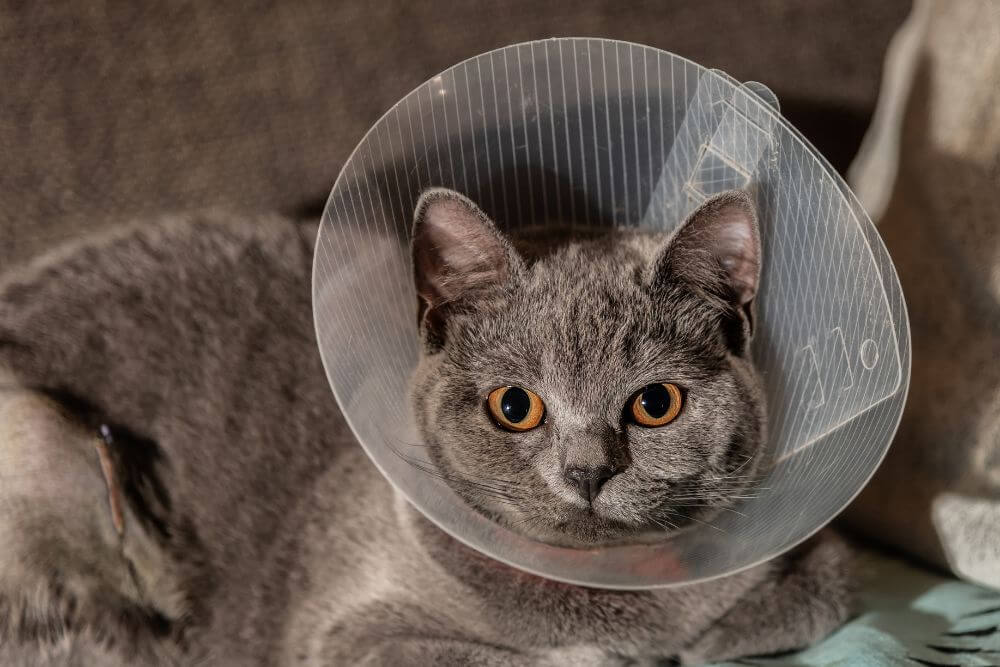 Elizabethan Collar Form | Hickman Veterinary Hospital, Inc